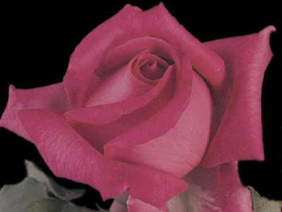 Deep Secret | Bush Roses | Magic Garden Roses