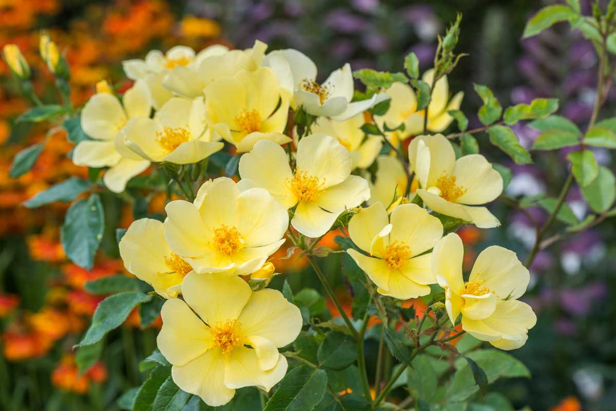 Graham Thomas (Ausmas) | David Austin Roses | Magic Garden Roses