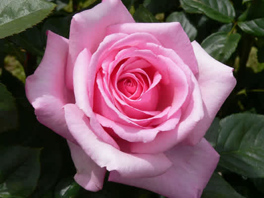 Desdemona | David Austin Roses | Magic Garden Roses