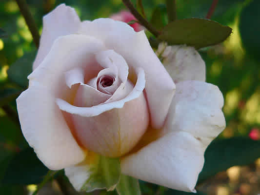 Spiced Coffee | Bush Roses | Magic Garden Roses