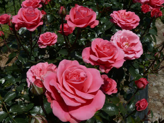 Standard Roses - 85cm (3ft) | Magic Garden Roses