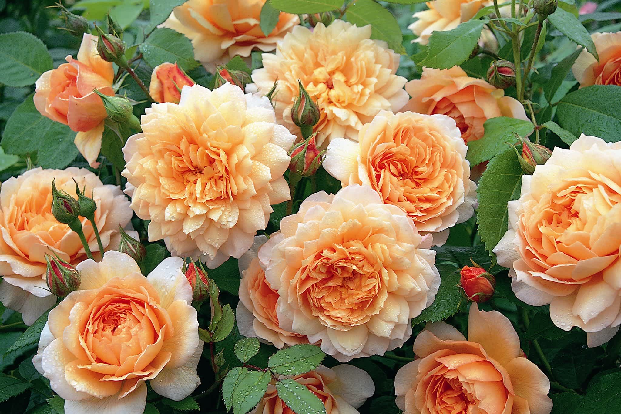 David Austin Roses | Magic Garden Roses