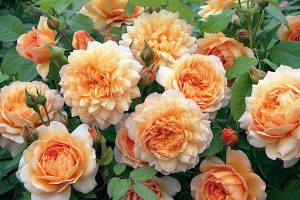 David Austin Roses | Magic Garden Roses