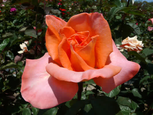 Bush Roses | Magic Garden Roses