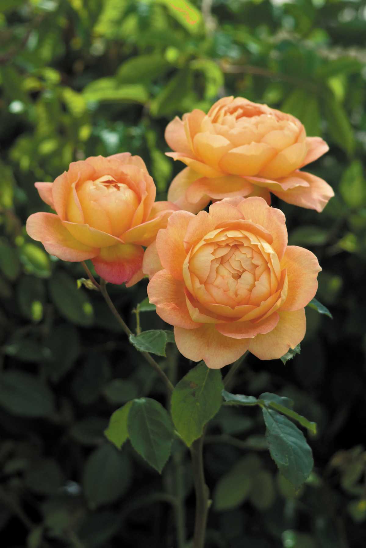 Lady of Shallot | David Austin Roses | Magic Garden Roses