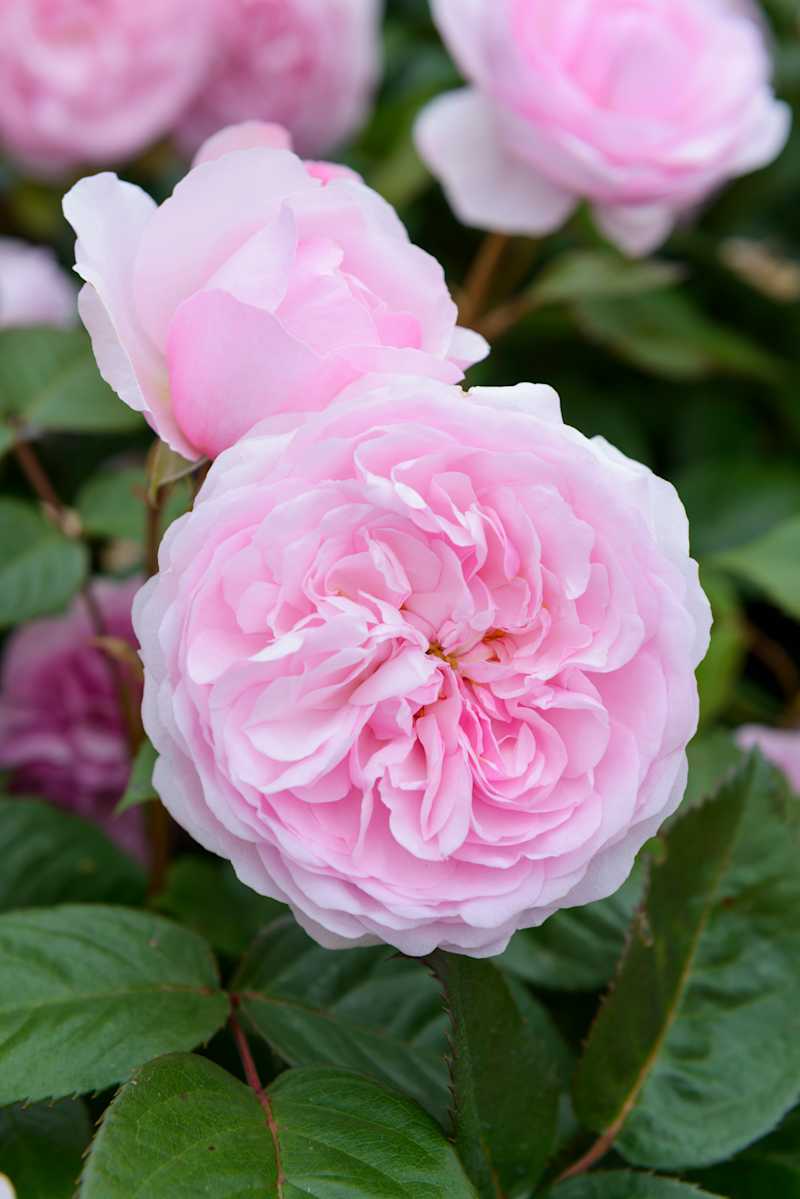 Olivia Rose Austin | David Austin Roses | Magic Garden Roses