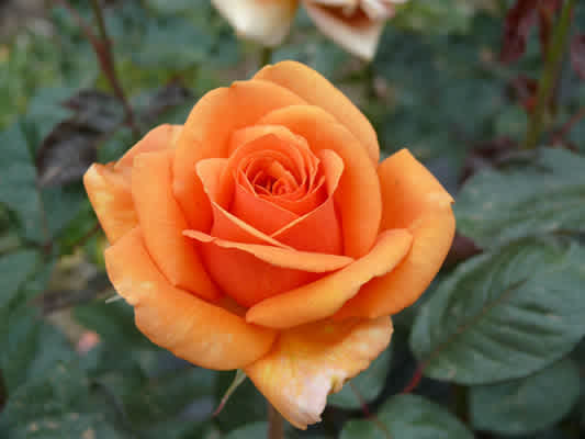 Standard Roses - 85cm (3ft) | Magic Garden Roses