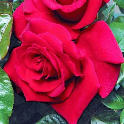 Ashram (PBR) | Bush Roses | Magic Garden Roses