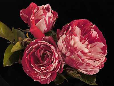 Desdemona | David Austin Roses | Magic Garden Roses