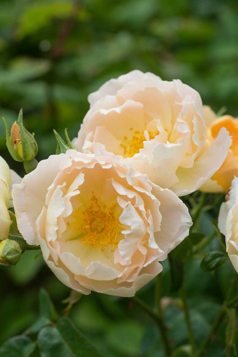 Desdemona | David Austin Roses | Magic Garden Roses