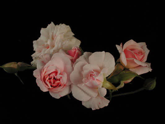 Old World Roses | Magic Garden Roses
