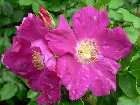 Old World Roses | Magic Garden Roses