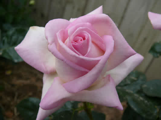 Queen Adelaide | Bush Roses | Magic Garden Roses