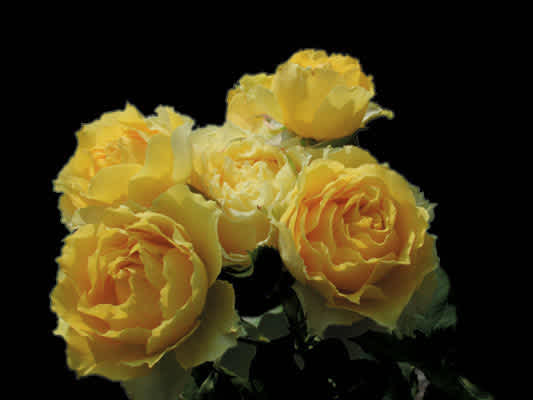 Thornless Roses | Magic Garden Roses