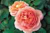 Abraham Darby (Auscot) | David Austin Roses | Magic Garden Roses