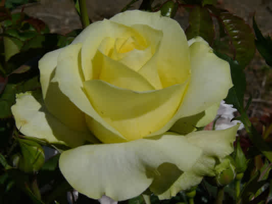 Fragrant Plum | Bush Roses | Magic Garden Roses