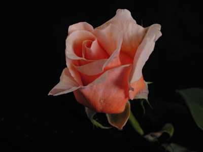 Crepuscule (PBR) | Climbing Roses | Magic Garden Roses