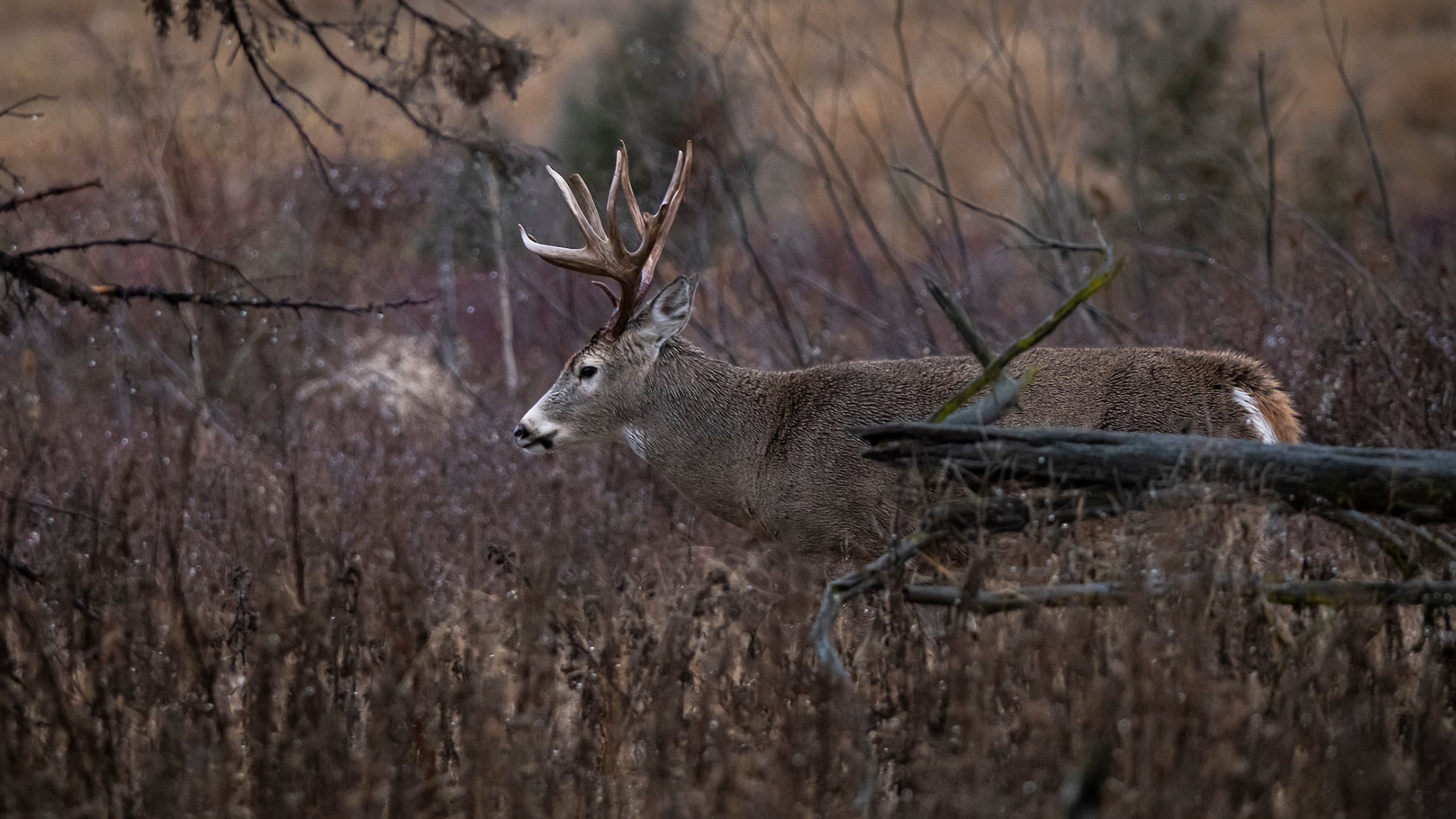 Deer Hunting in the Rain 101 | Field & Stream