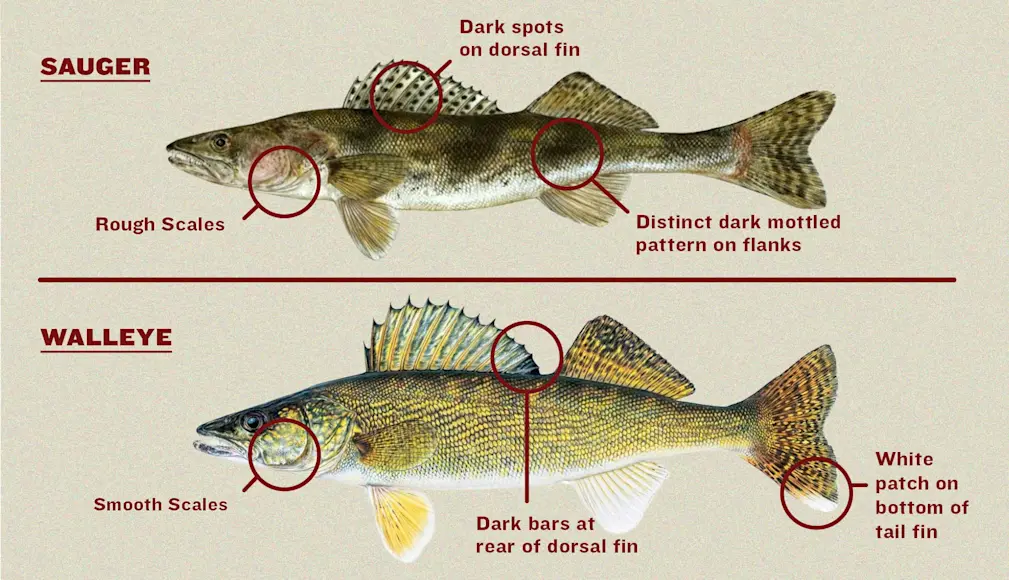 Sauger Vs Walleye Field And Stream