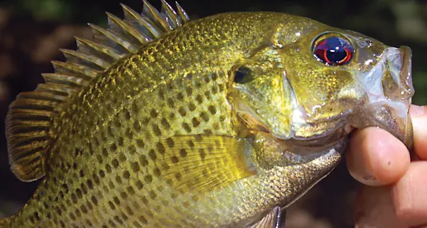 Field & Stream: How to Hunt, Fish, Camp, and Survive