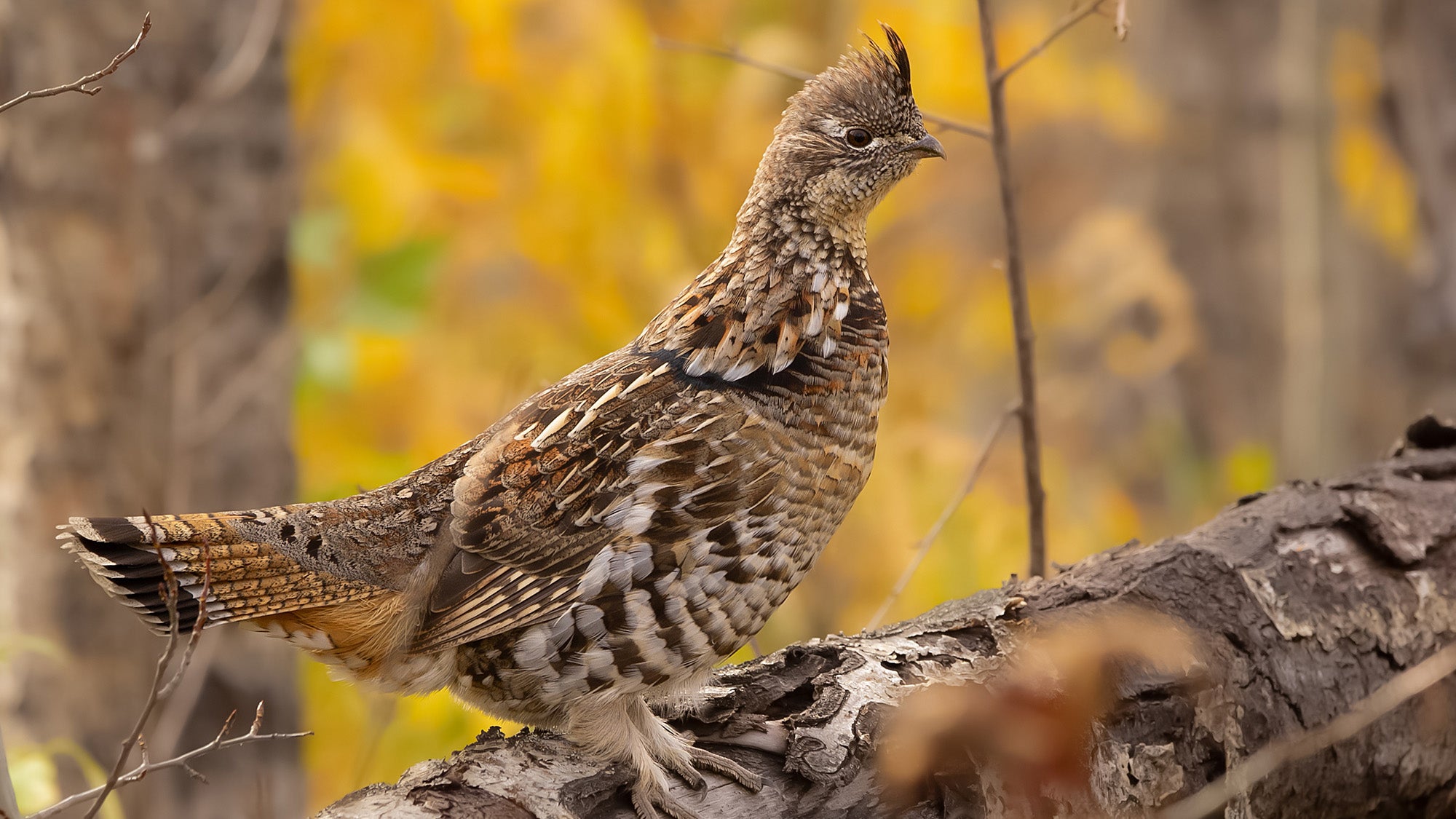 Ruffed Grouse Hunting: A Complete Guide | Field & Stream