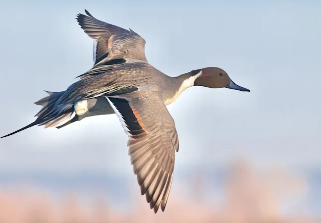 Wildlife Conservation | Field & Stream Wildlife Conservation | Field & Stream