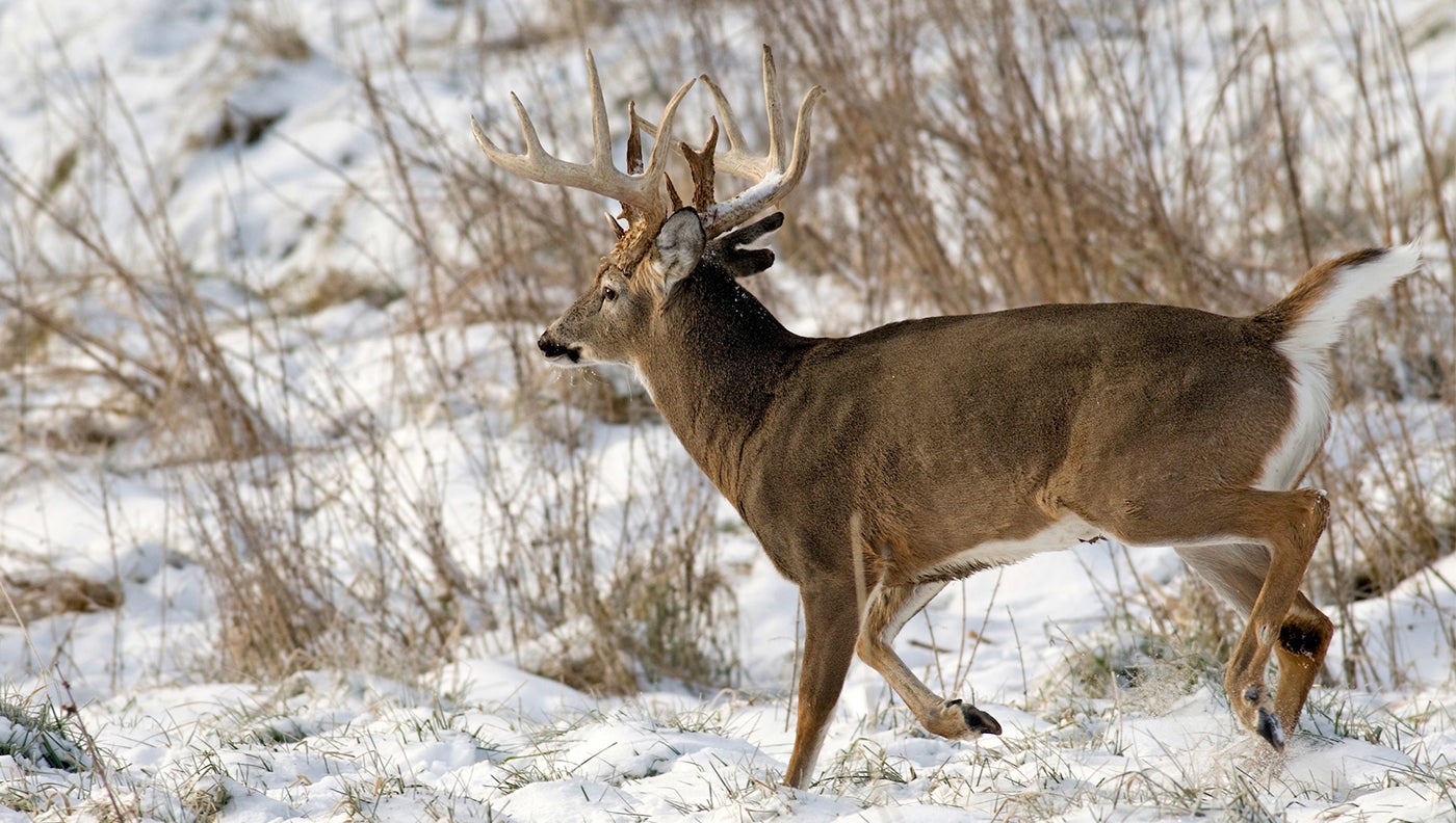 Best Day of the Rut No. 5: November 19 | Field & Stream