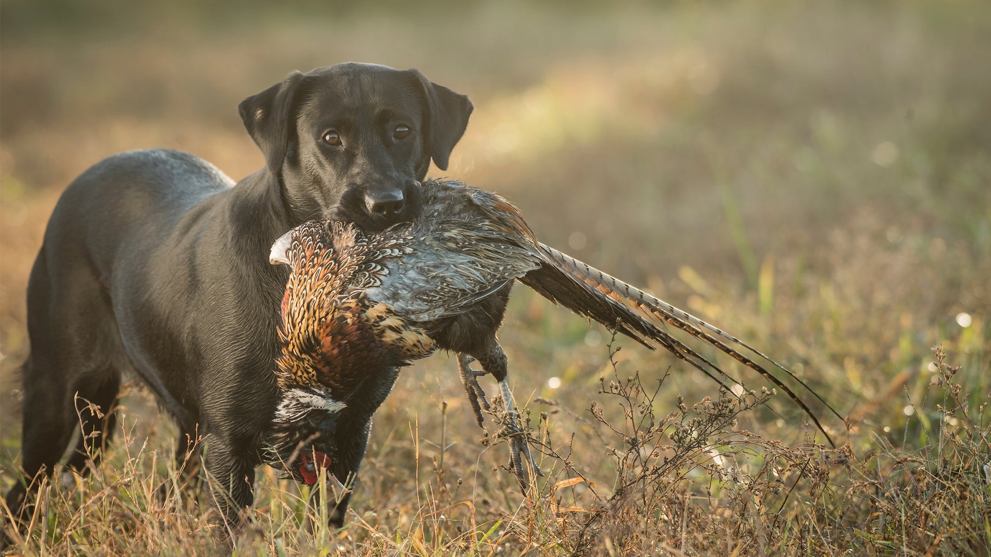 Bird Dog Breeds: Which Is Right for You? | Field & Stream