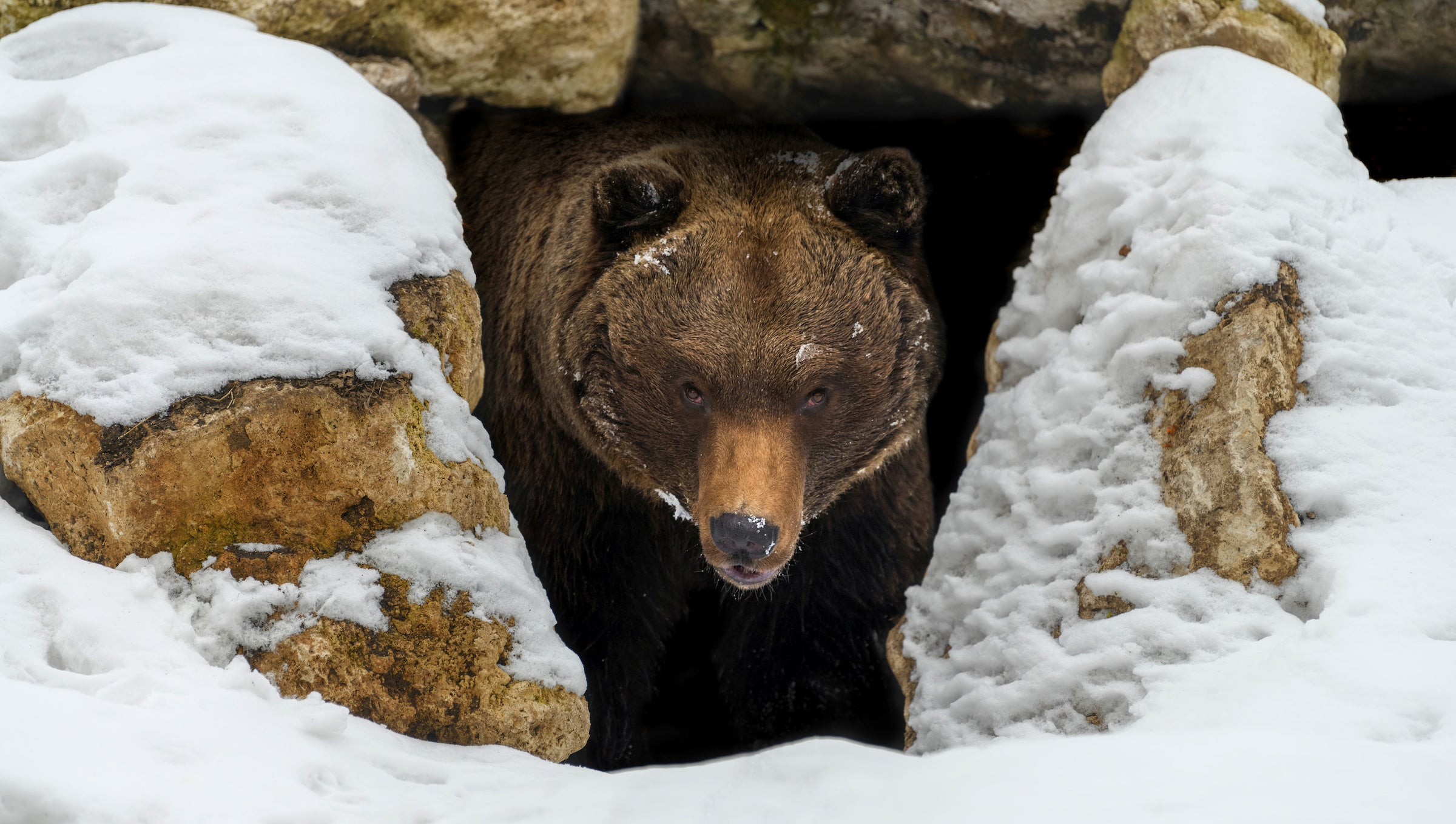 How Long Do Bears Hibernate? | Field & Stream
