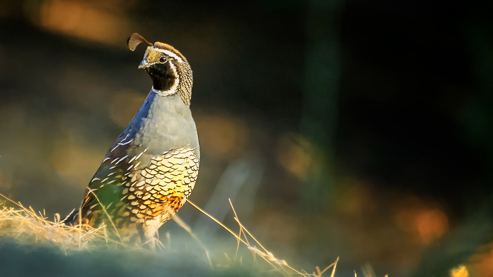 California Quail: The West Coast Gamebird | Field & Stream