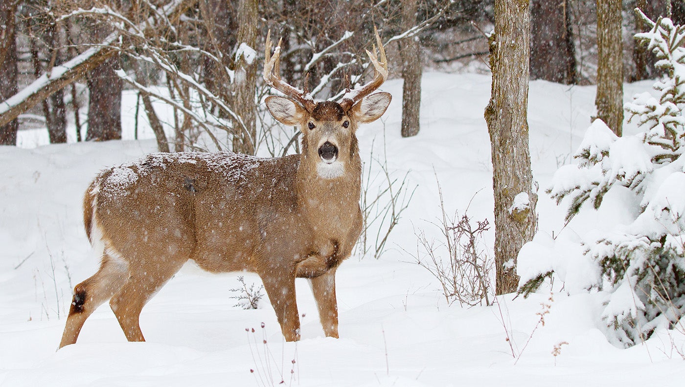 How to Hunt Giant Bucks in the Coldest Weather | Field & Str