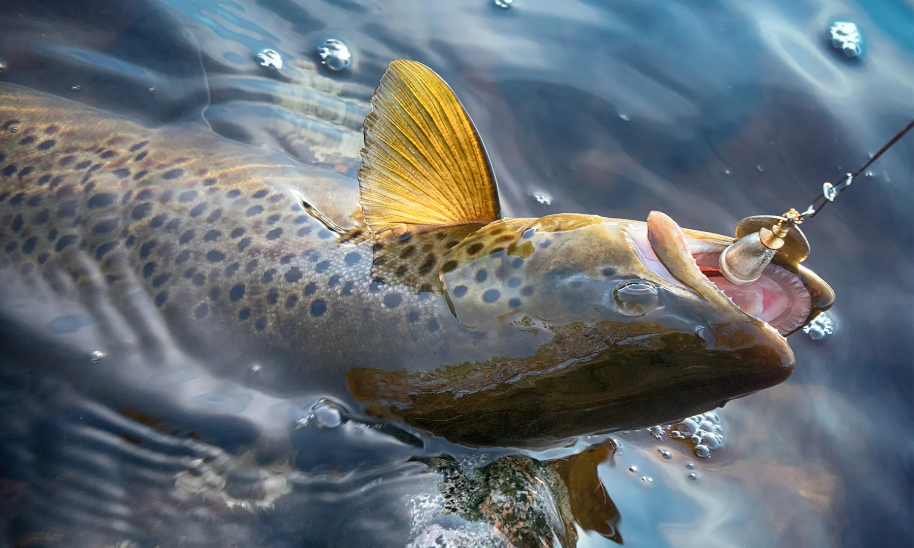 Field & Stream: How to Hunt, Fish, Camp, and Survive