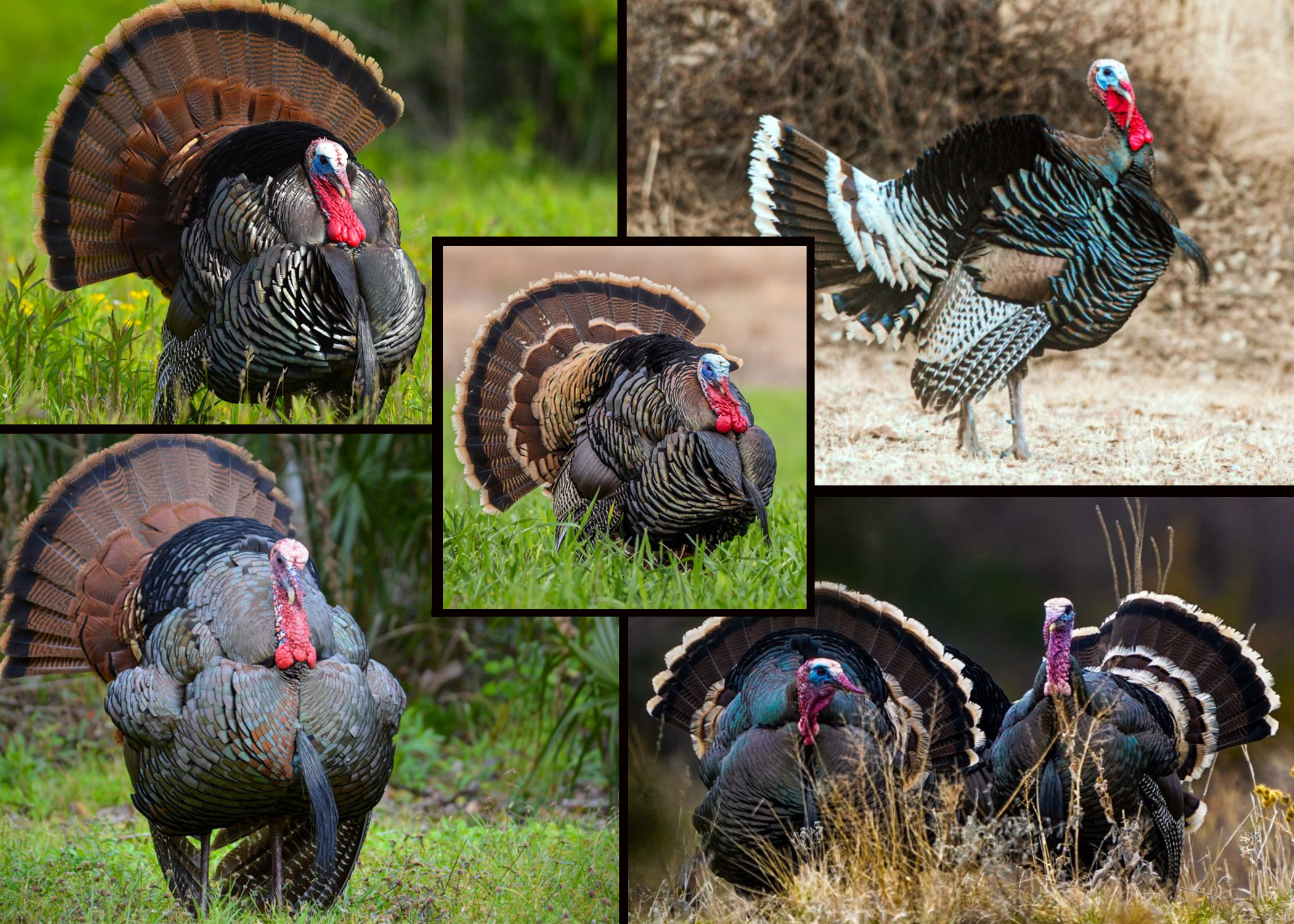 The 5 Wild Turkey Subspecies and Where To Hunt Them