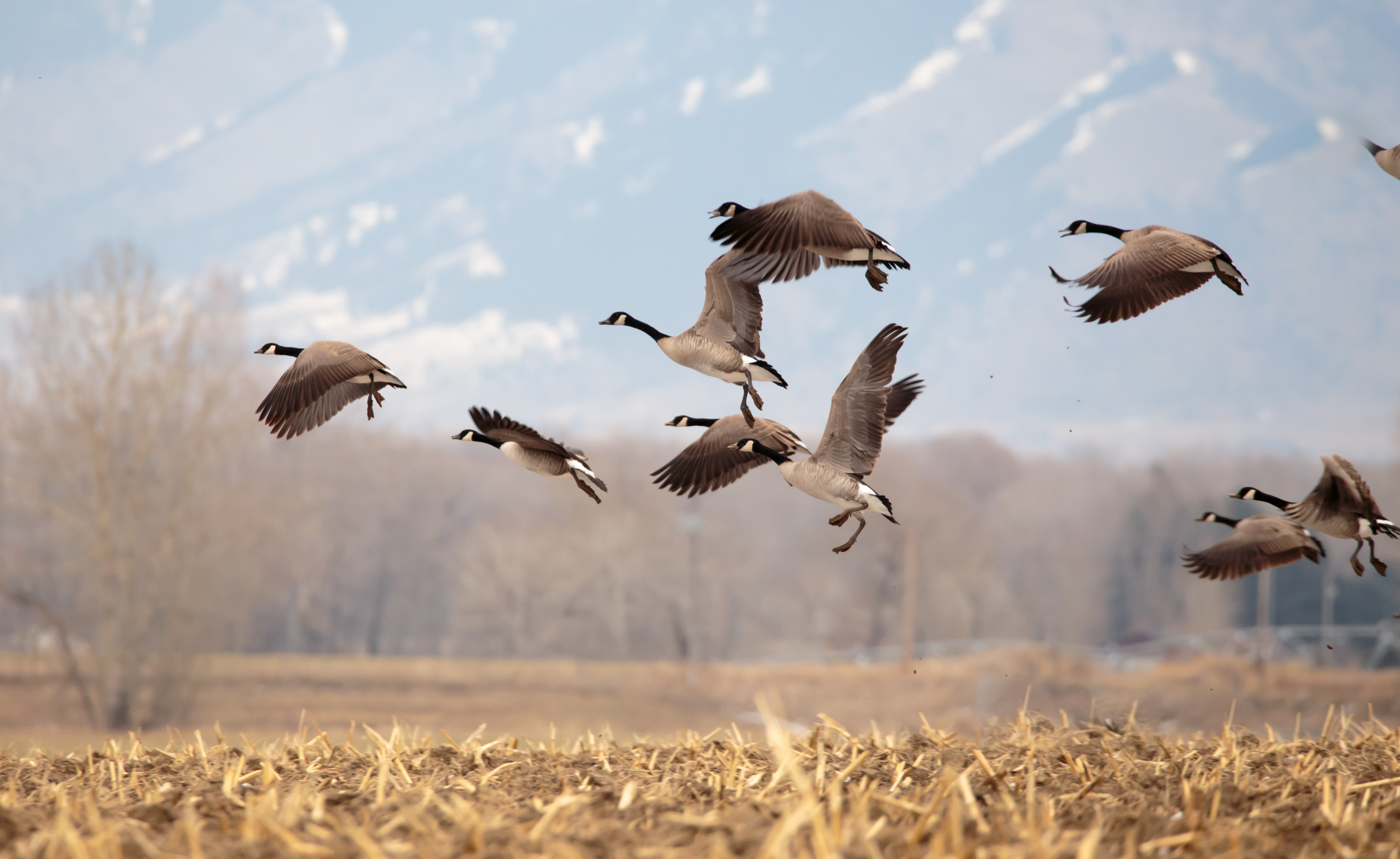 The Best Goose Calls of 2024 | Field & Stream