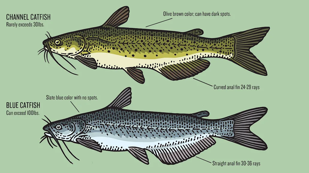 Blue Cat vs Channel Cat | Field & Stream Blue Cat vs Channel Cat | Field & Stream