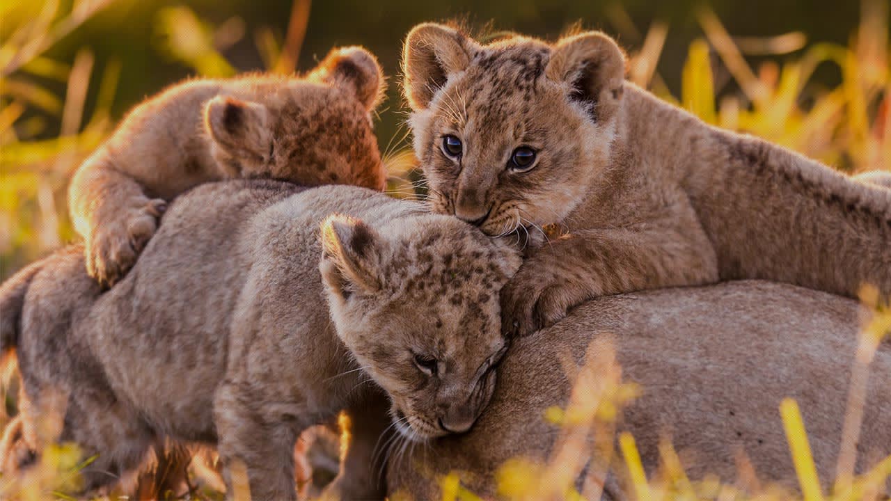 Story of Life - AKQA