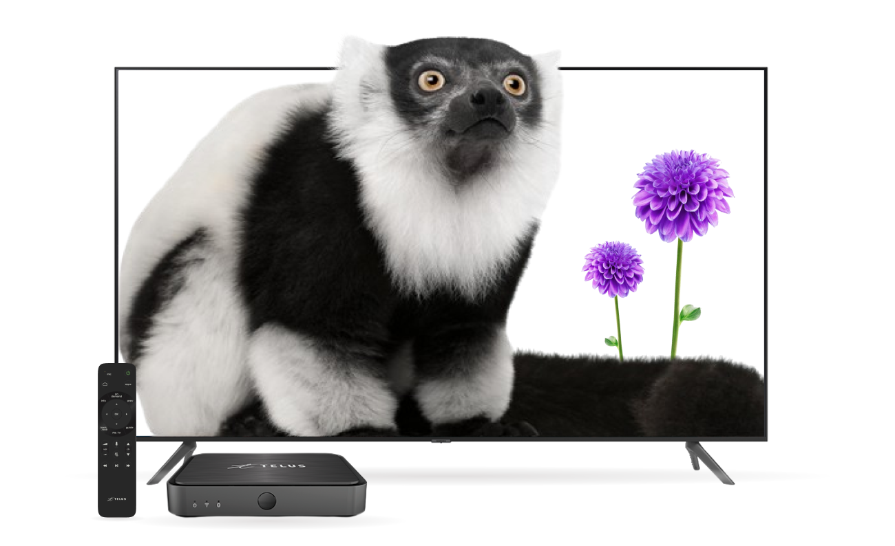 Free 55” Samsung 4K TV with Internet and Optik TV | TELUS