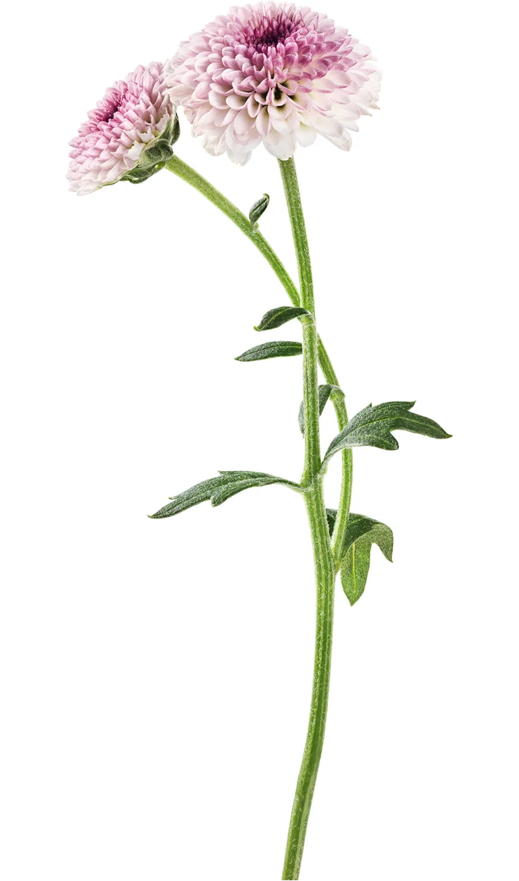 Download the My TELUS mobile app | TELUS