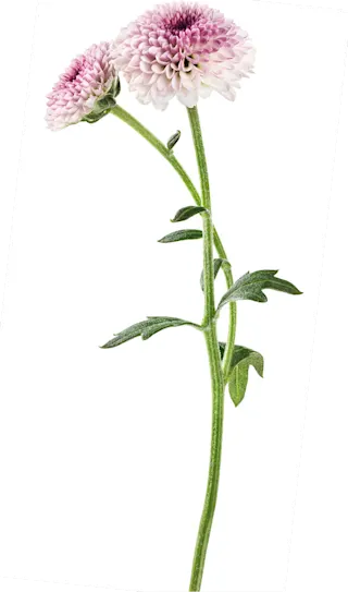 Download the My TELUS mobile app | TELUS