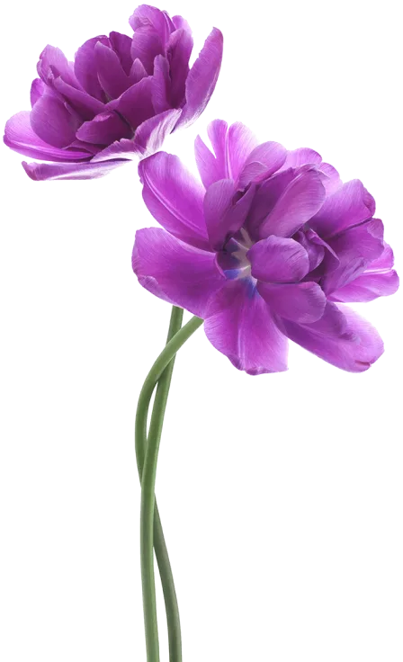 Why invest in TELUS, Investor Relations | TELUS