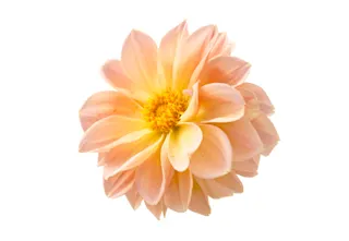 My health benefits | TELUS Health