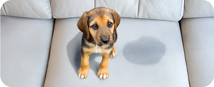 TELUS Health MyPet | TELUS