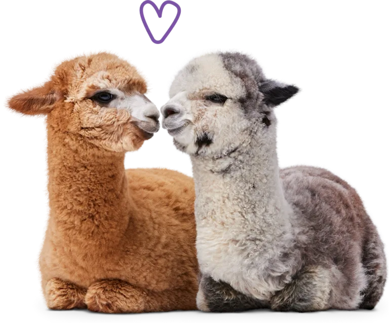 Critter fun | TELUS