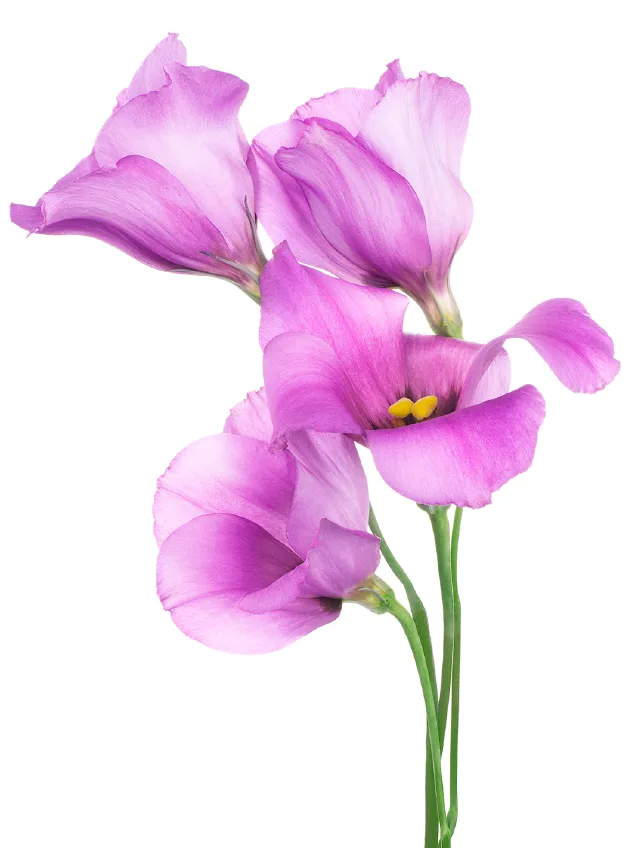 Children Support | TELUS Health