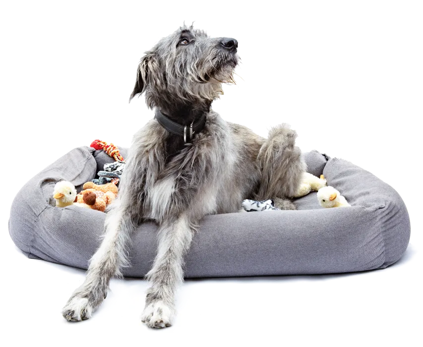 TELUS Days of Giving | TELUS