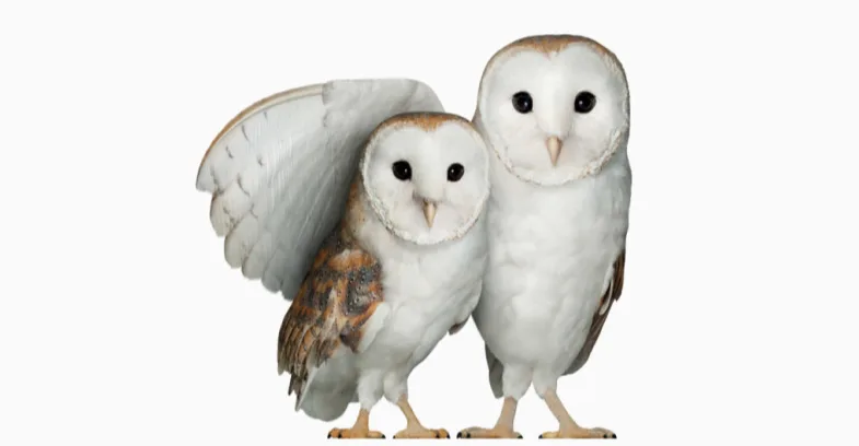 Connecting for Good Programs | TELUS