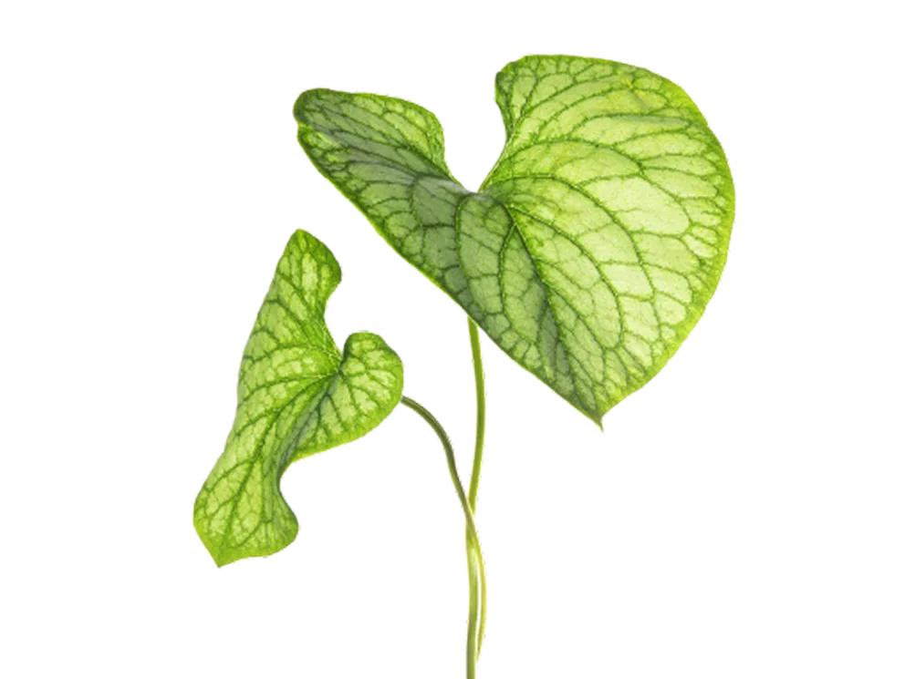 Meet the TELUS leadership team | TELUS