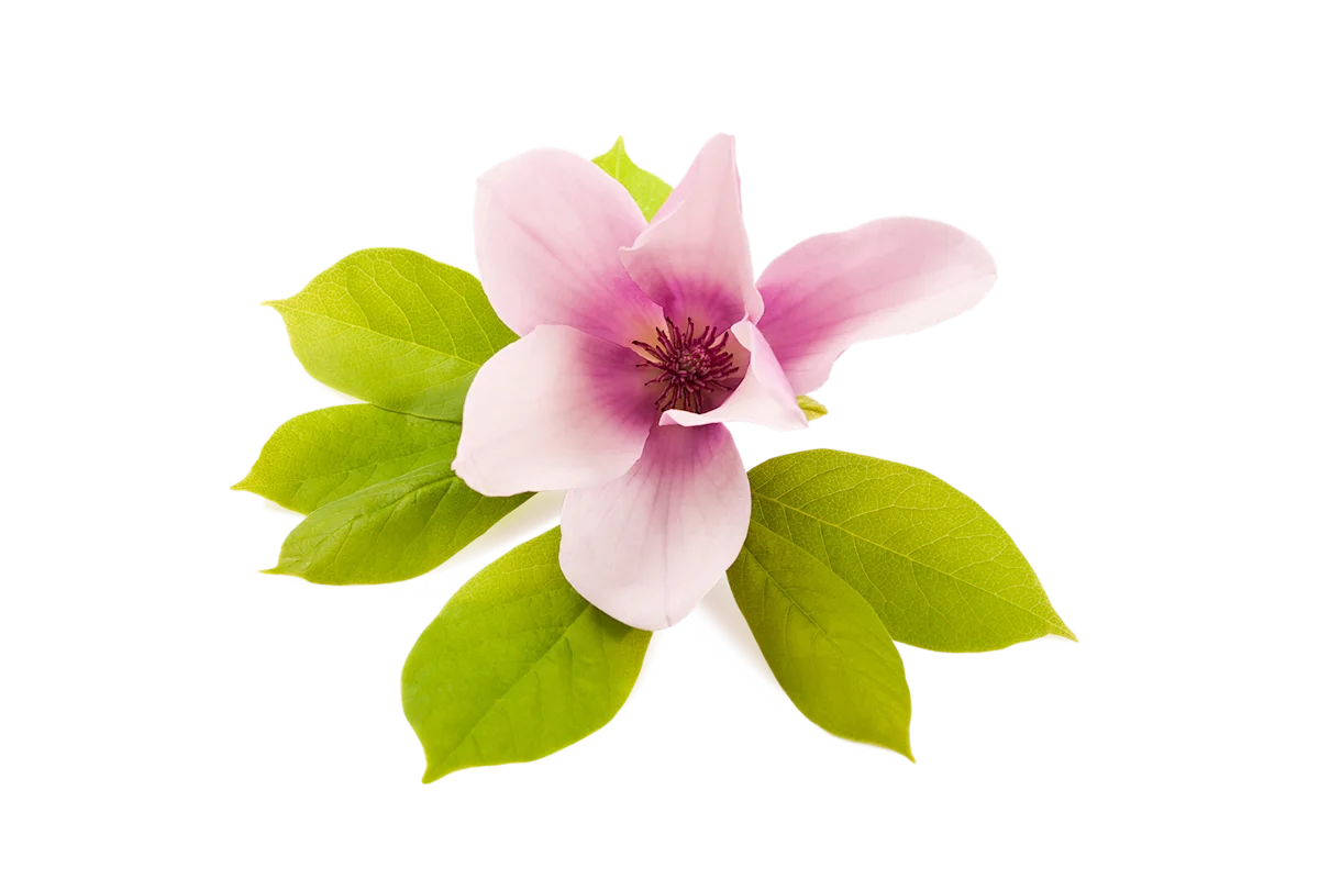 Get started with your EMR | TELUS Health