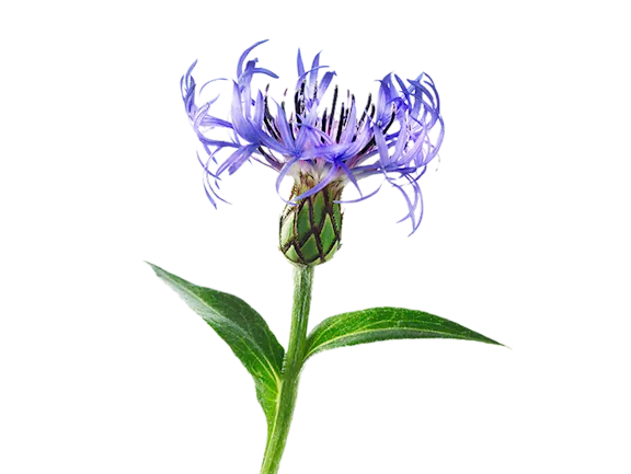 Meet the TELUS leadership team | TELUS