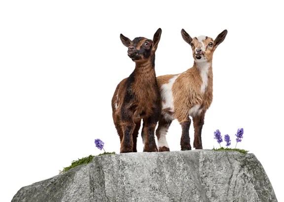 Newcomers to Canada - Home and Mobility Services | TELUS